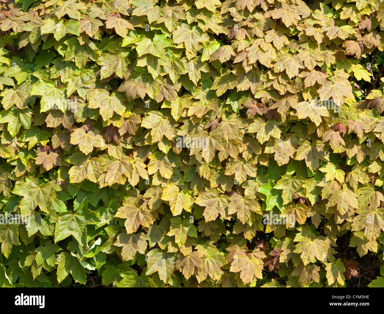 Background texture of fresh new sycamore leaves in a springtime ...