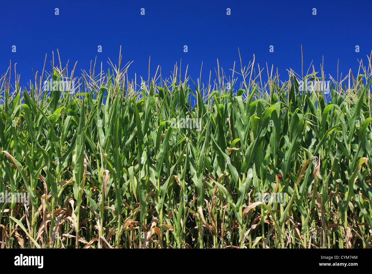 maize field and blue sky Stock Photo - Alamy