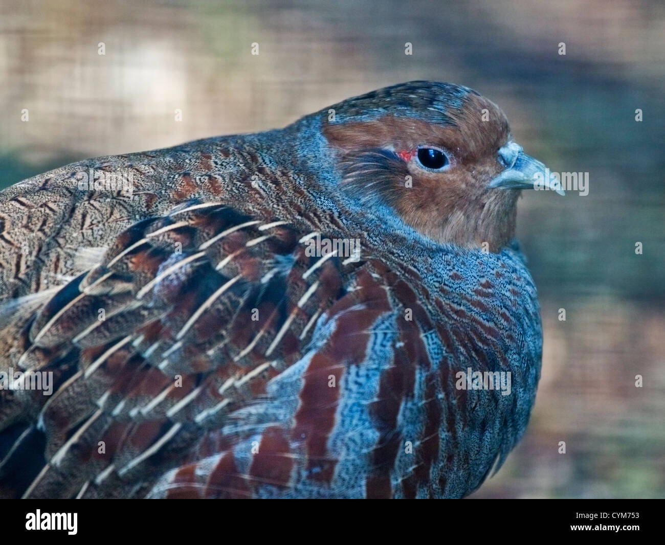 Grey Partridge (perdix perdix Stock Photo - Alamy