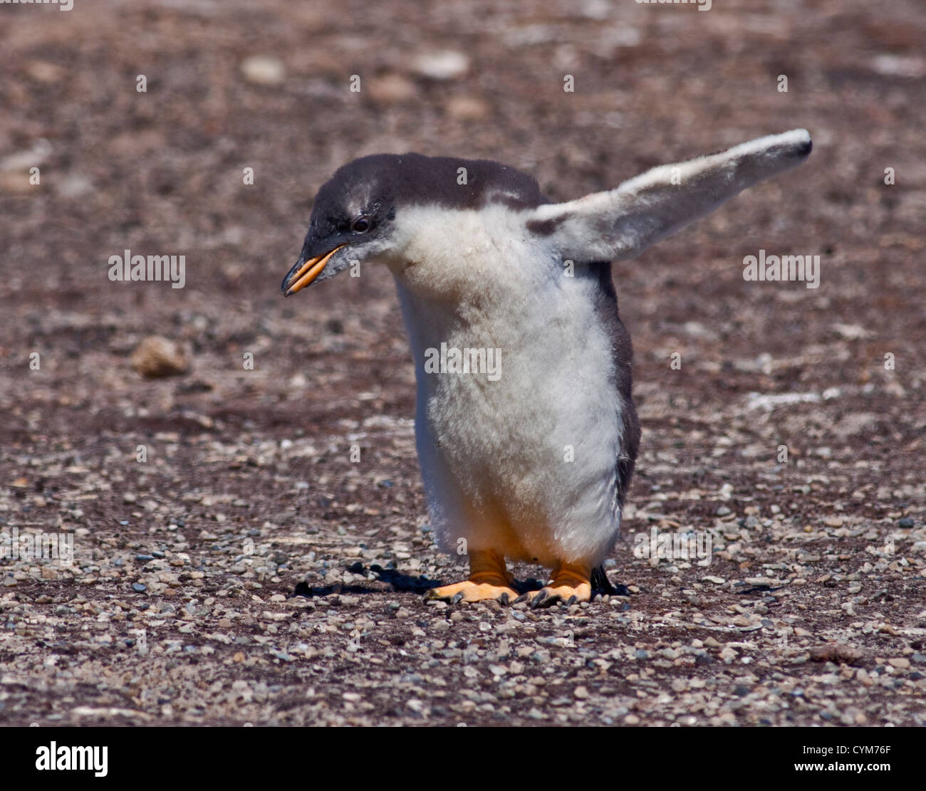 Baby penguin running hi-res stock photography and images - Alamy