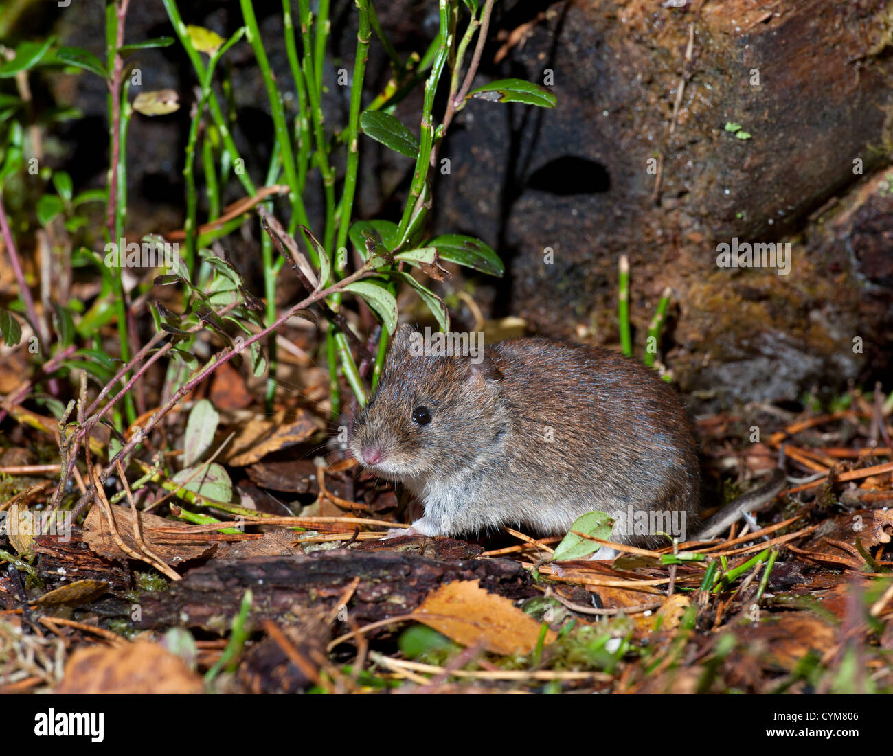 Common bank vole eating hi-res stock photography and images - Alamy