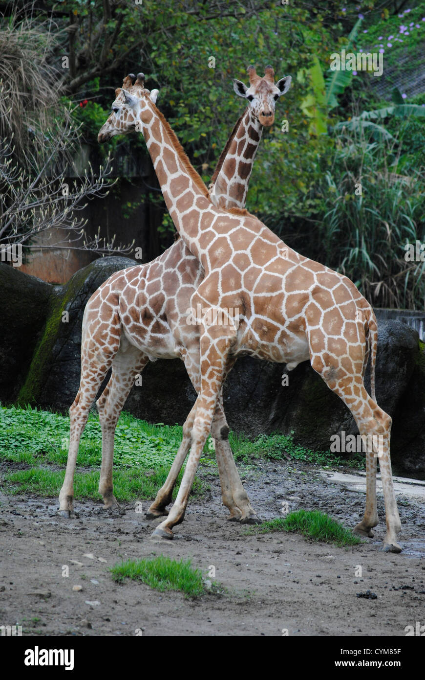 Giraffe Couple High Resolution Stock Photography and Images - Alamy