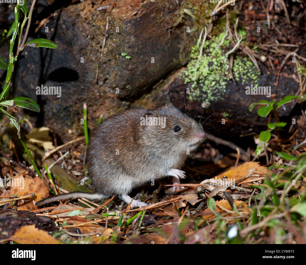 Voles uk night hi-res stock photography and images - Alamy