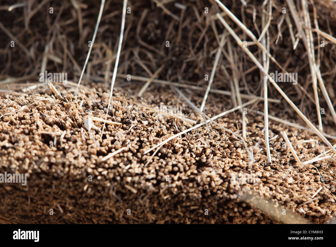 Thatching materials on new thatched roof Salisbury England UK Stock ...