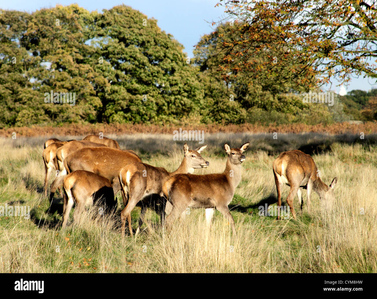 Deer grazing in Richmond Park Surrey Stock Photo - Alamy