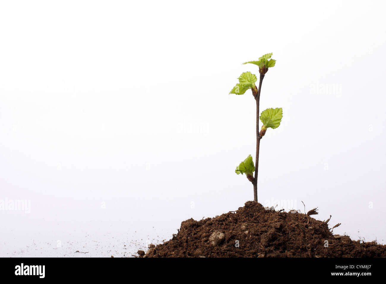 A small sapling growing from a pile of dirt, isolated on white, concept ...