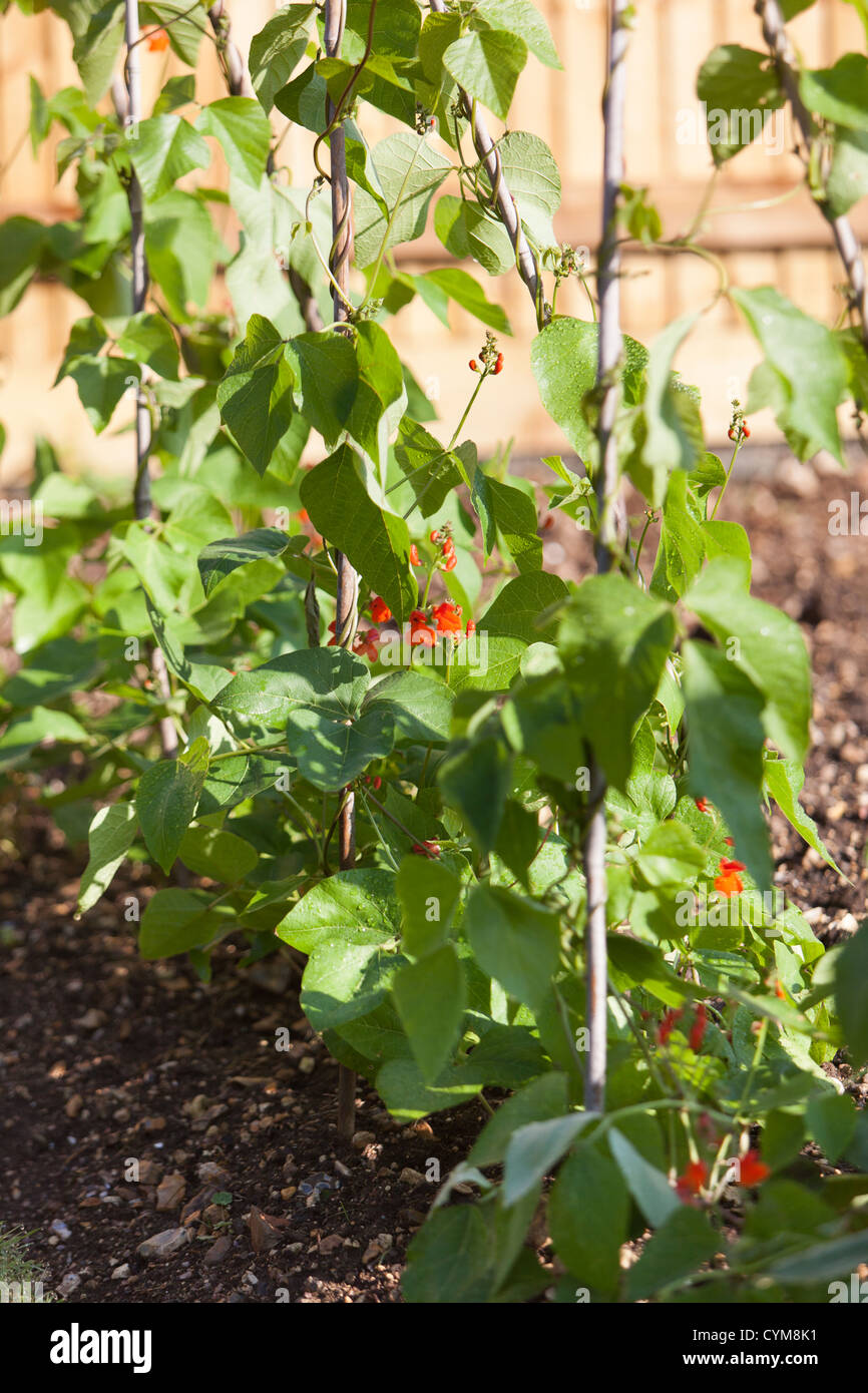 Runner beans hi-res stock photography and images - Alamy