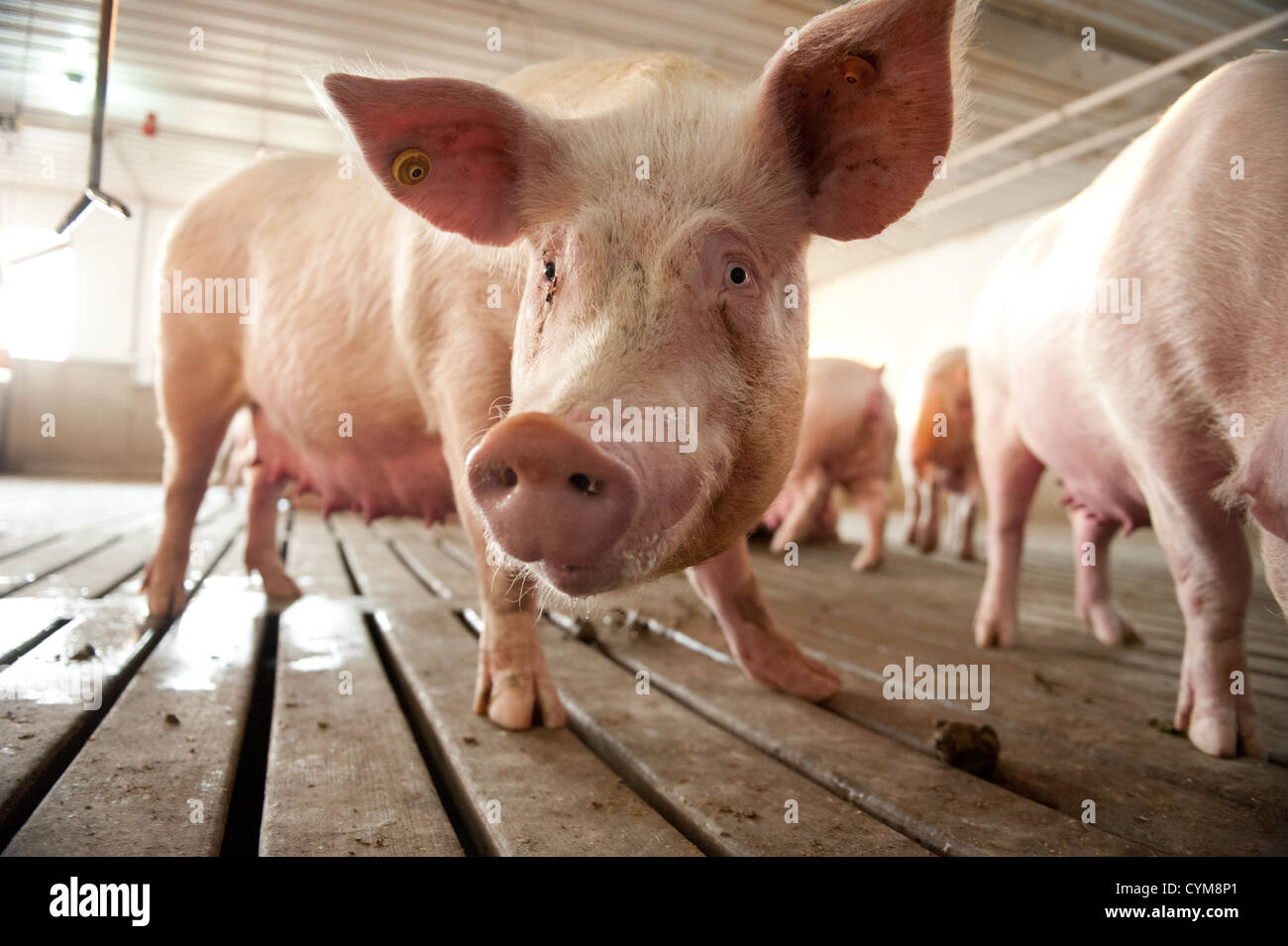Breeding sows and pigs at hog farm in Maryland Stock Photo - Alamy