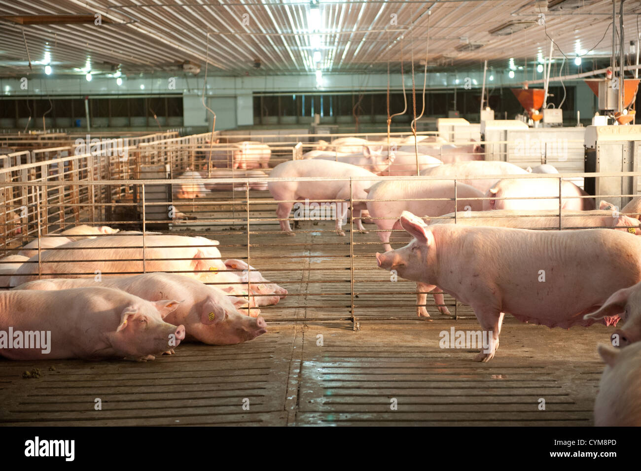 Breeding sows and pigs at hog farm in Maryland Stock Photo - Alamy