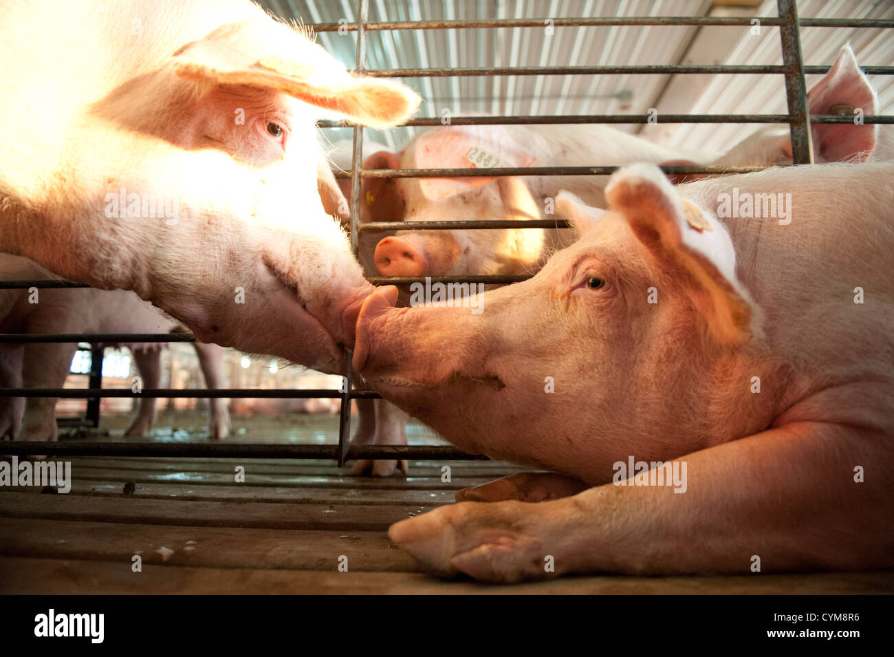 Pig farm animal hi-res stock photography and images - Alamy