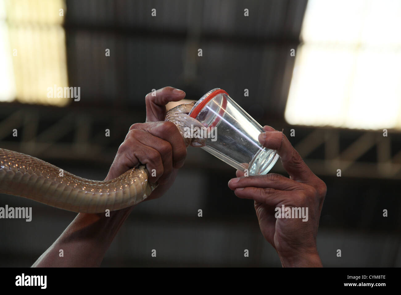 Snake show, Bangkok, Thailand Stock Photo - Alamy
