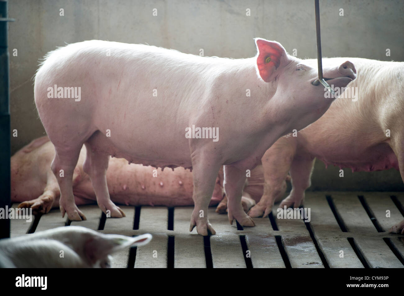 Breeding sows pigs hog farm hi-res stock photography and images - Alamy