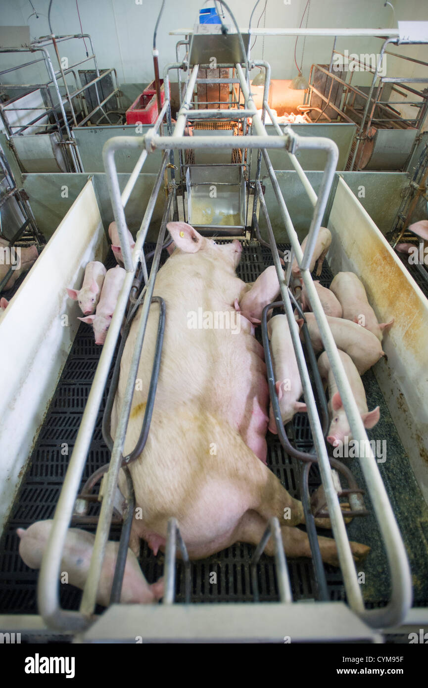 Breeding sows and pigs at hog farm in Maryland Stock Photo - Alamy