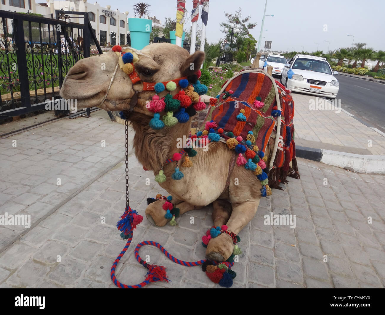 Egypt, Sharm el Sheikh camel nobody Stock Photo - Alamy