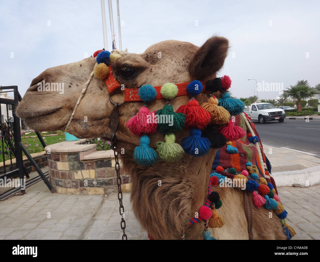 Egypt, Sharm el Sheikh camel nobody Stock Photo - Alamy