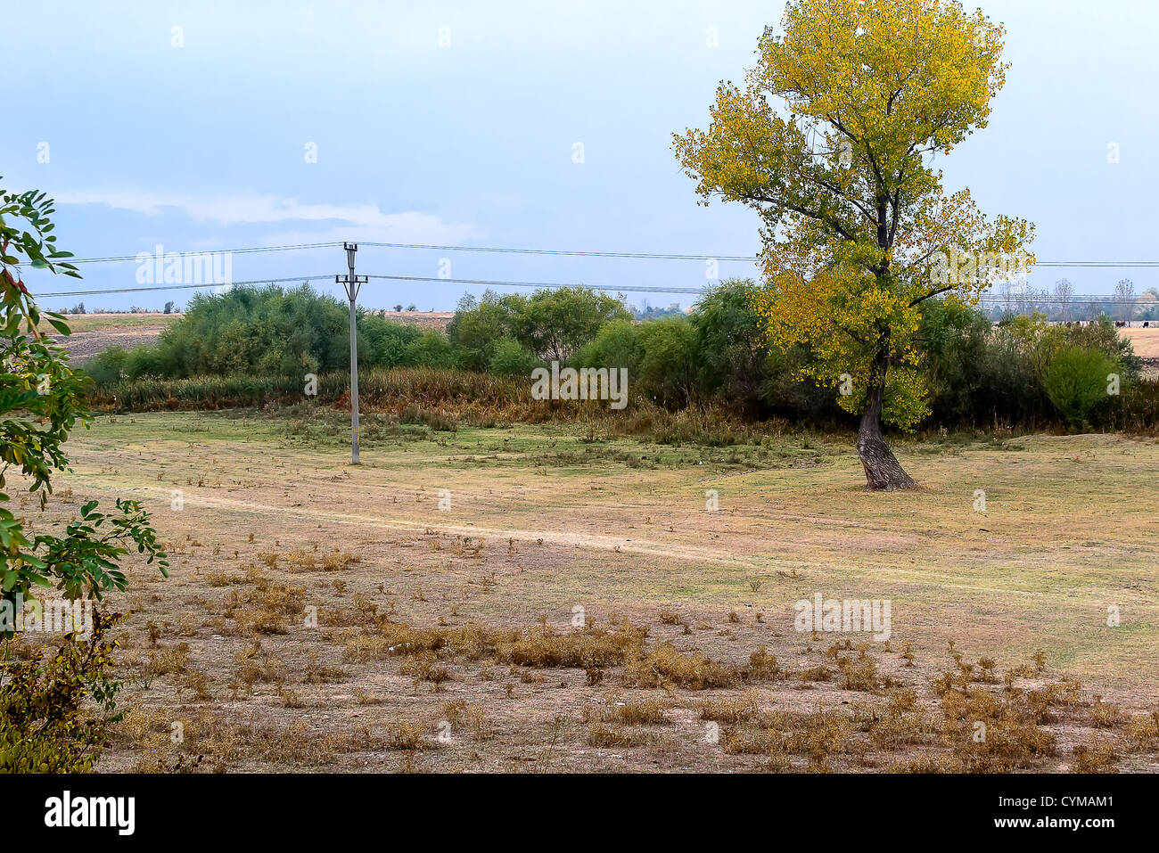 Rural landscape and electrical pole and tree Stock Photo - Alamy