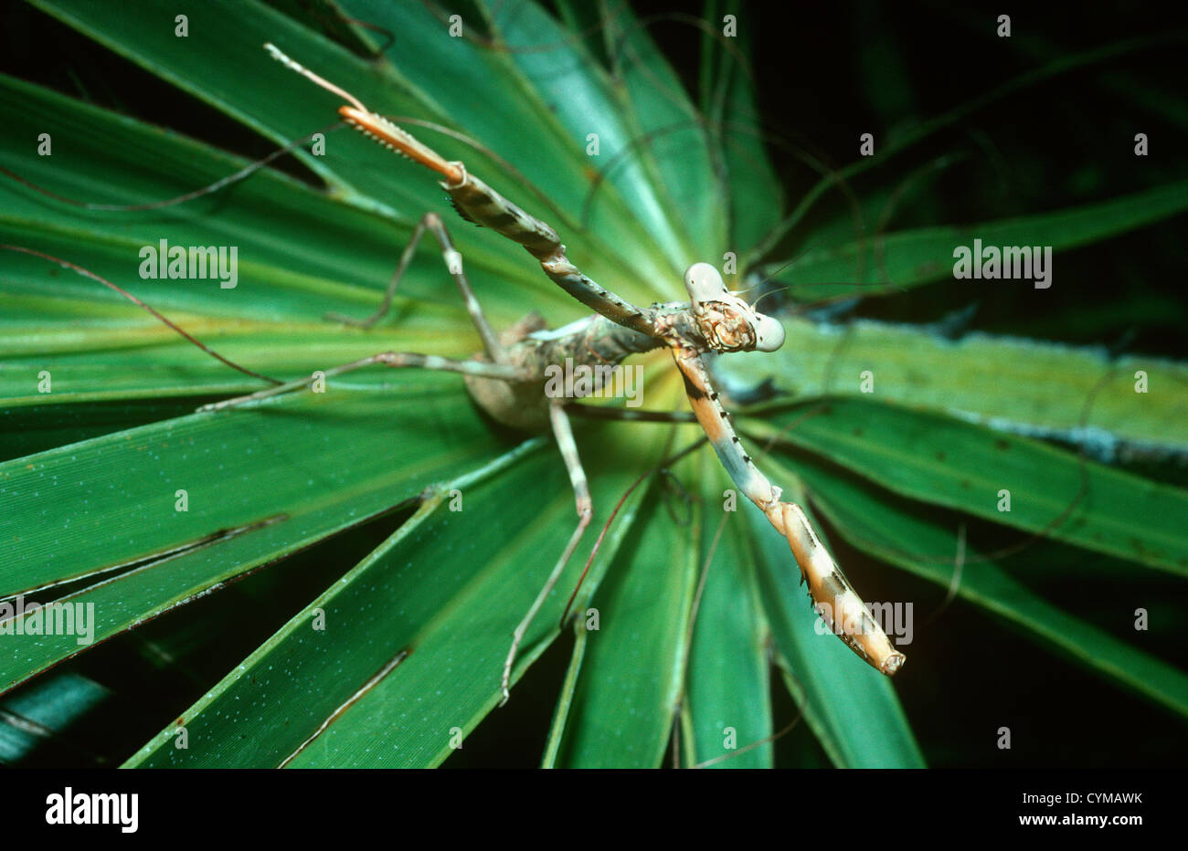 Praying mantis defense position hi-res stock photography and images - Alamy