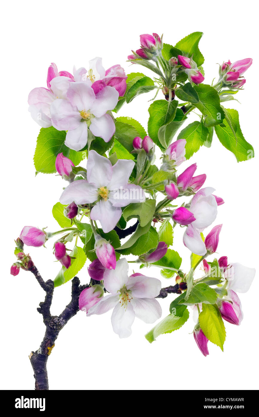 Pink blossom spring tree branch isolated macro Stock Photo - Alamy