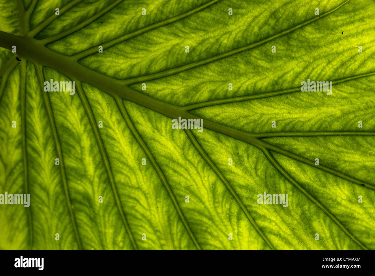 Sun core surface hi-res stock photography and images - Alamy