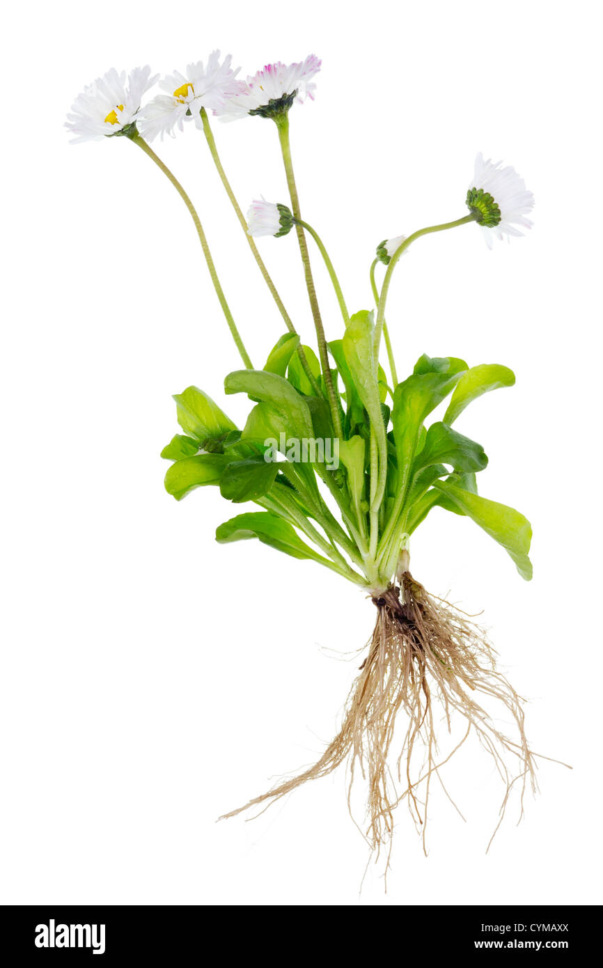 blooming nudity concept - spring White Daisies small bush with roots ...