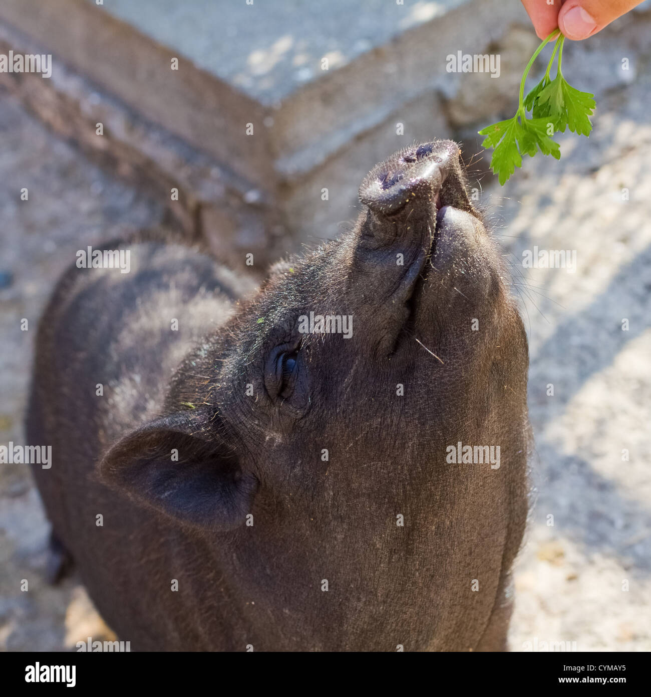 Black pig funny hi-res stock photography and images - Alamy