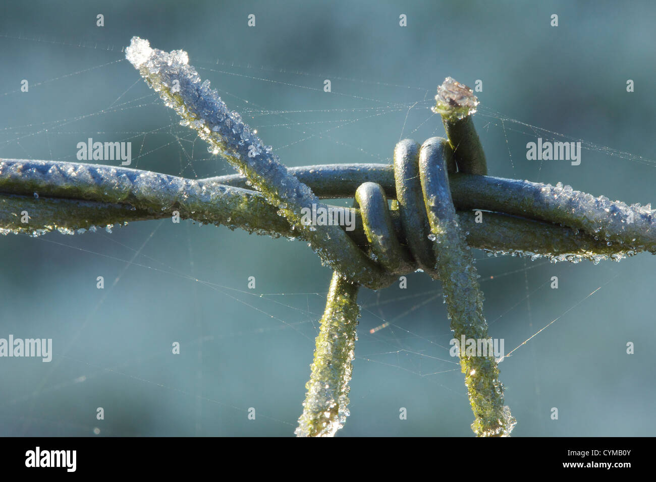 Frosty barbed wire Stock Photo - Alamy