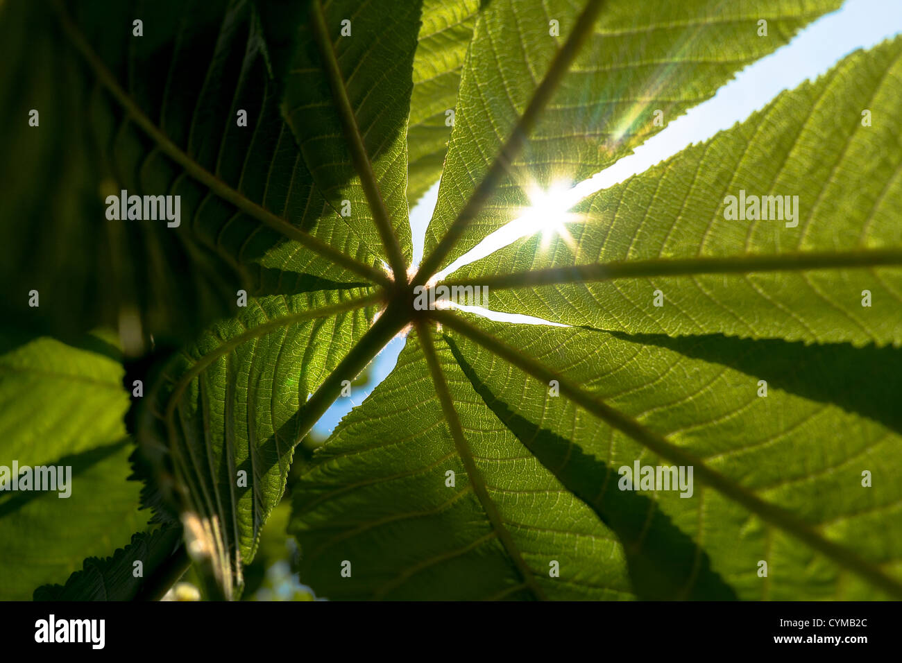 Seven leaf tree hi-res stock photography and images - Alamy