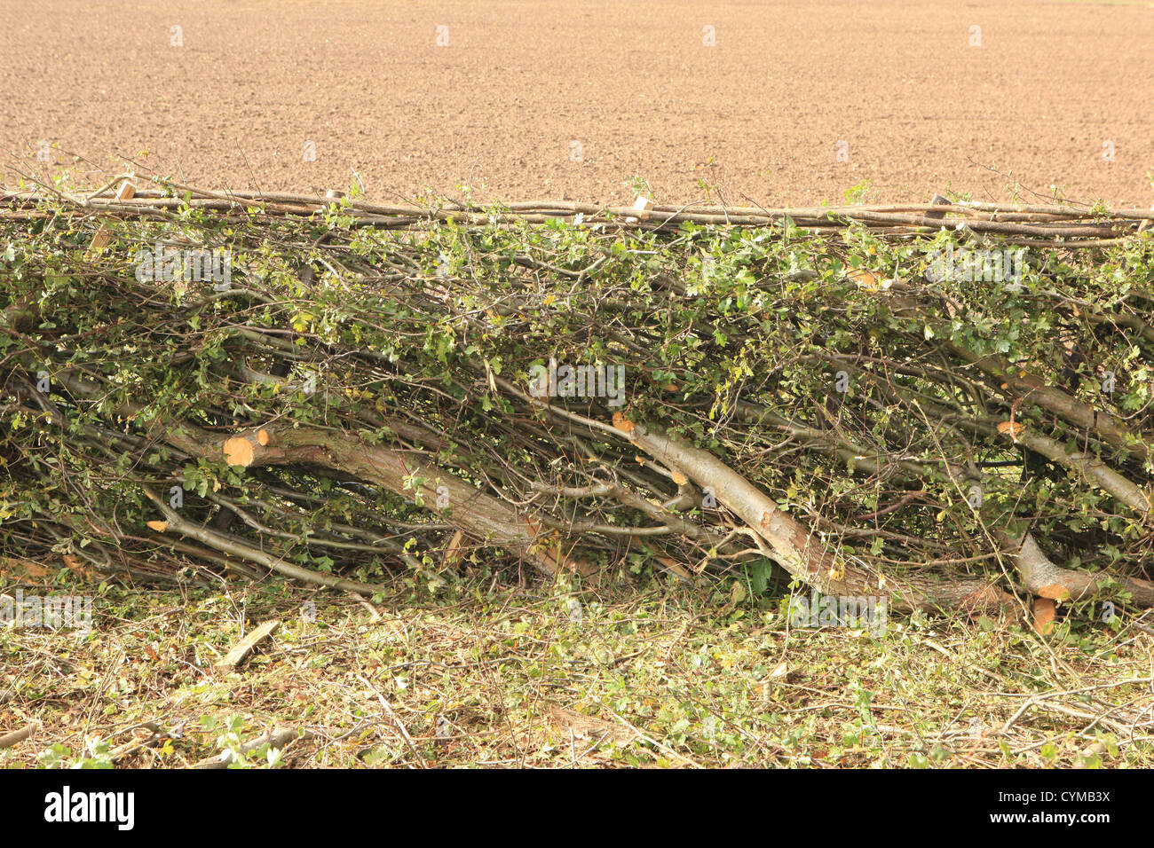 Traditional Welsh Style Hedging at the 34th National Hedge laying ...