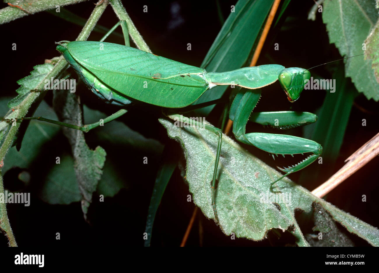 Praying mantis (Sphodromantis centralis) female Kenya Stock Photo - Alamy