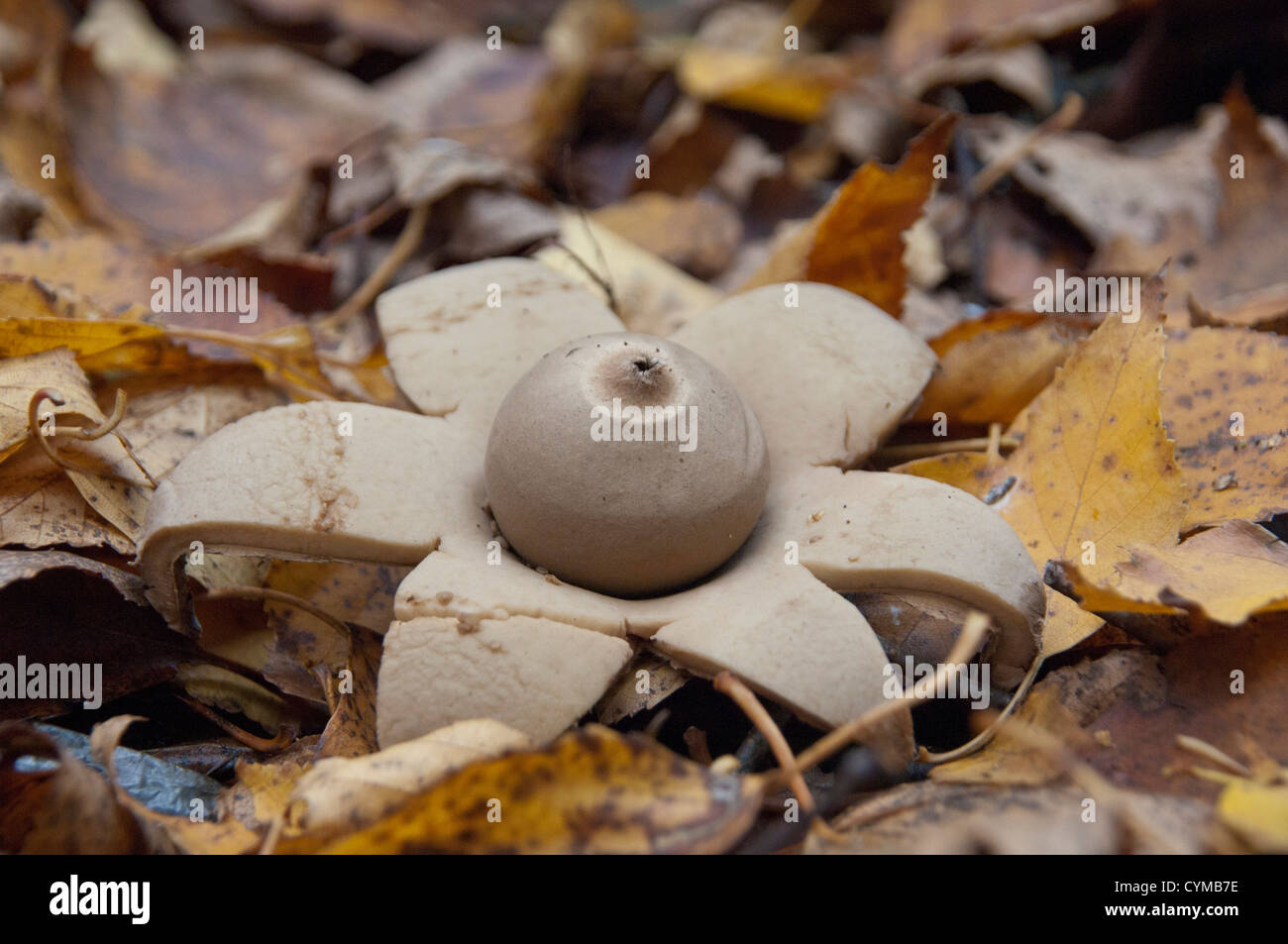 geastrum triplex, earthstar fungi on woodland floor Stock Photo - Alamy