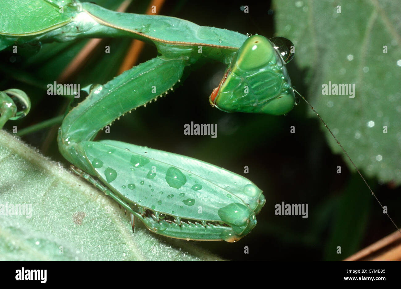 Sphodromantis centralis hi-res stock photography and images - Alamy