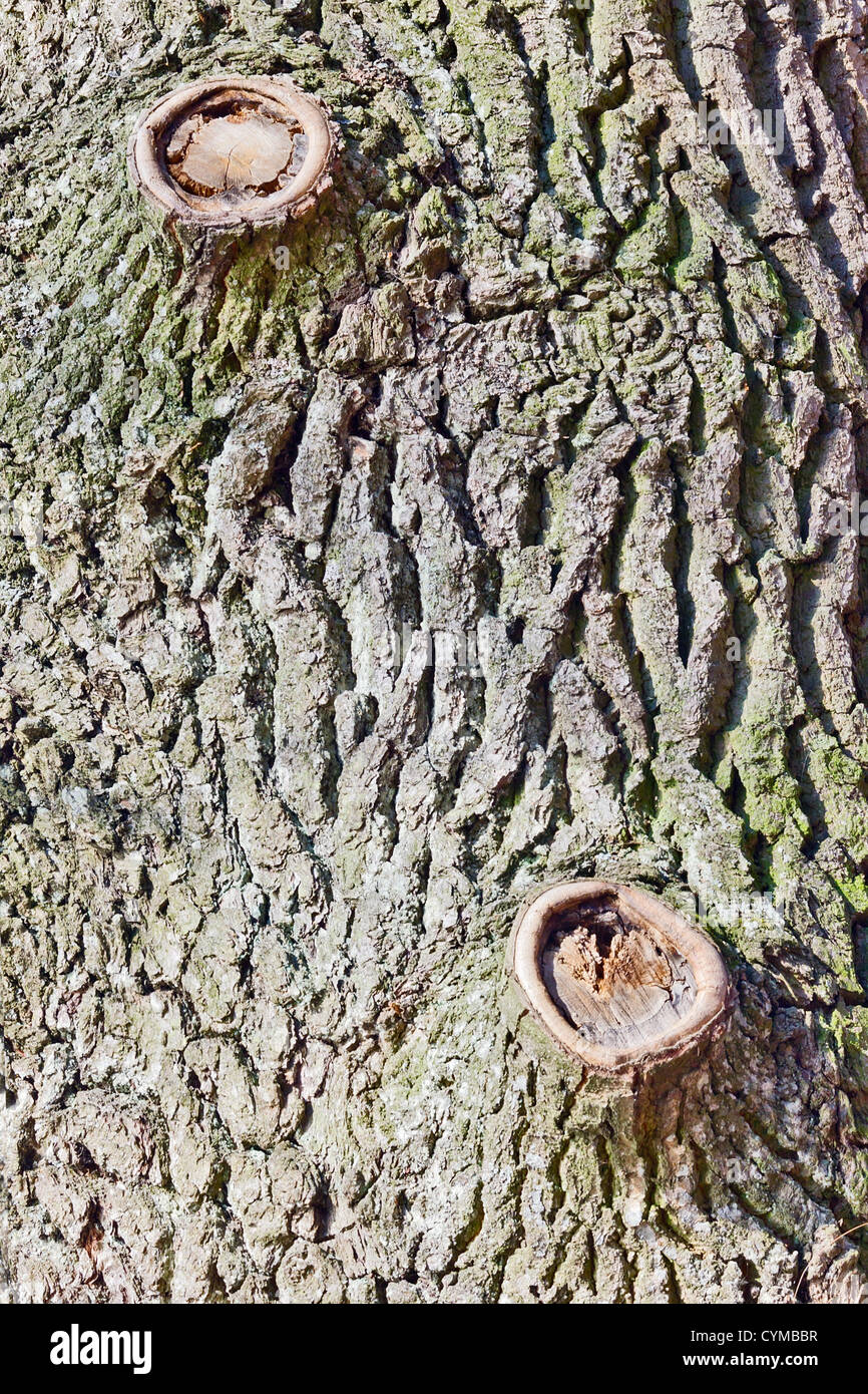 The bark on the trunk of an old oak tree with the severed branches ...