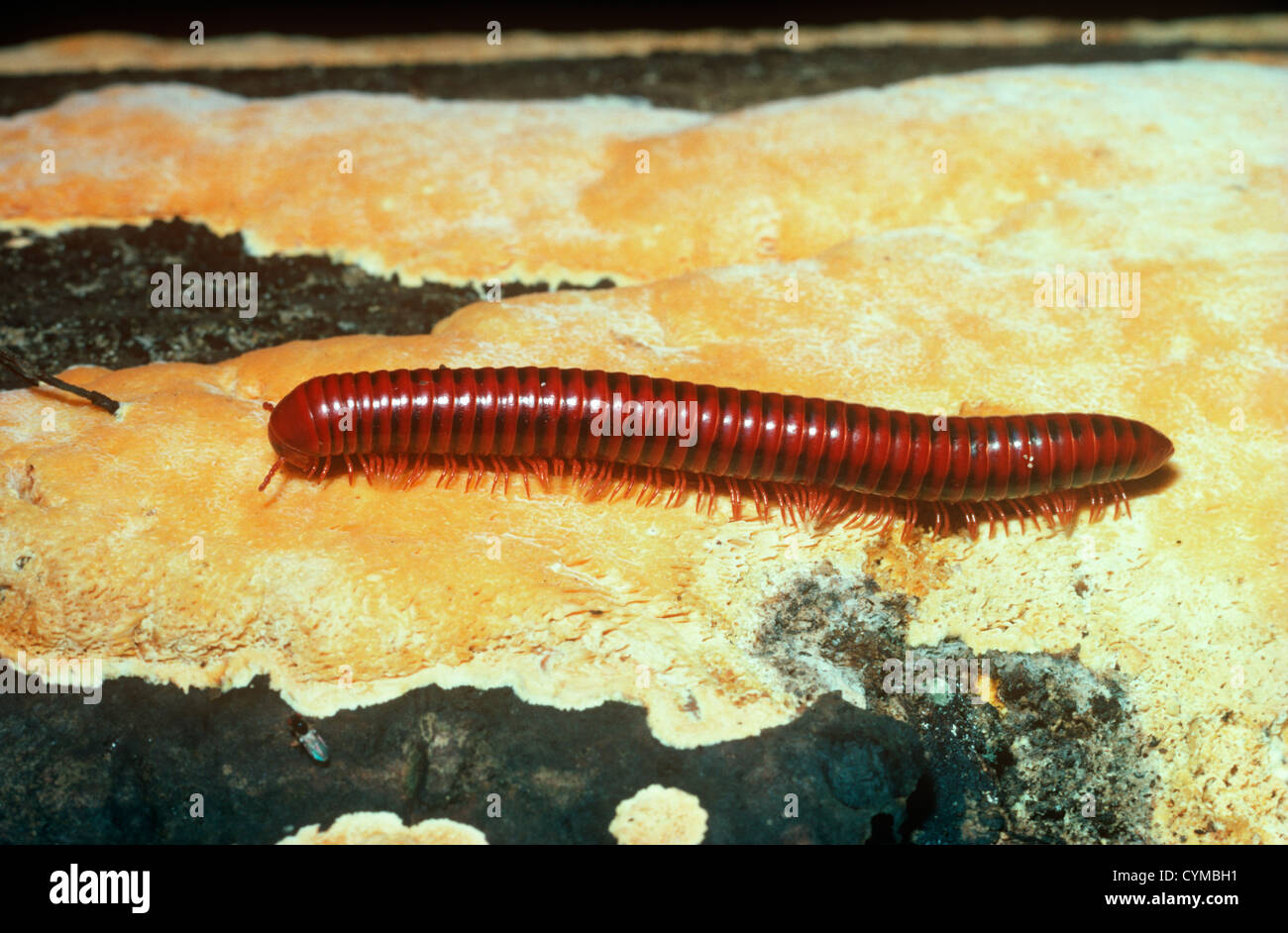 Warningly coloured giant red millipede (Chersastus = Centrobolus sp ...