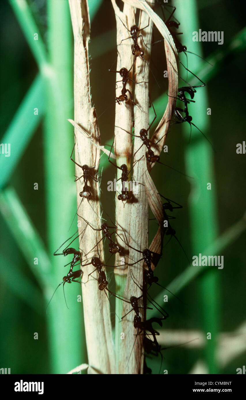 Praying mantis (Polyspilota aeruginosa) first instar nymphs, which ...