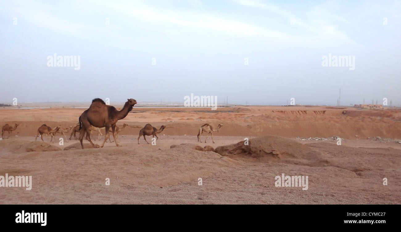 Egypt, Sharm el Sheikh camel nobody Stock Photo - Alamy