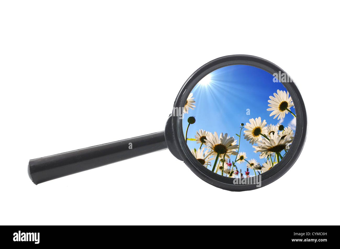 flower and magnifying glass showing summer concept Stock Photo - Alamy