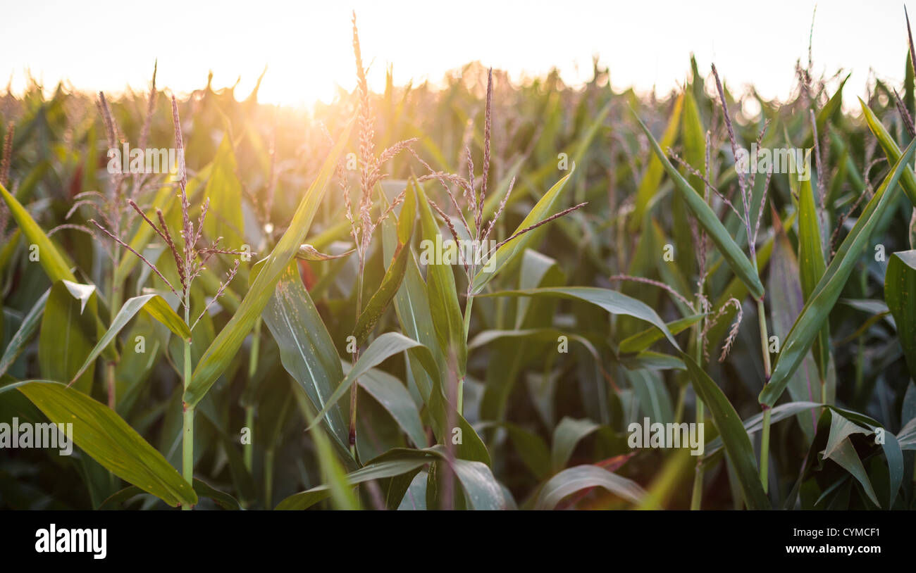 Genetically modified crops hi-res stock photography and images - Alamy