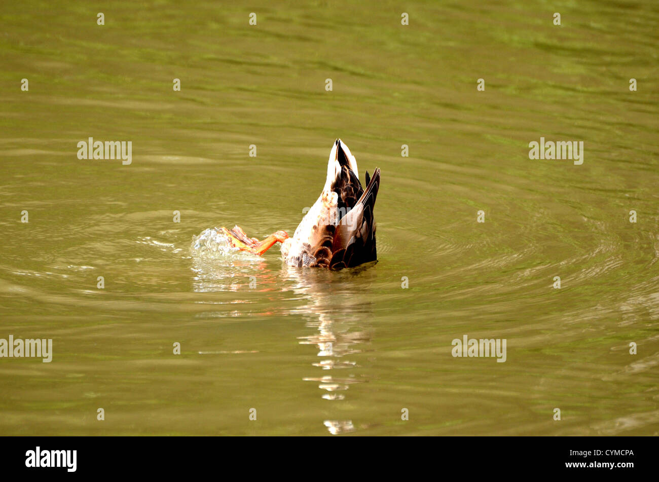 Bottoms hi-res stock photography and images - Alamy