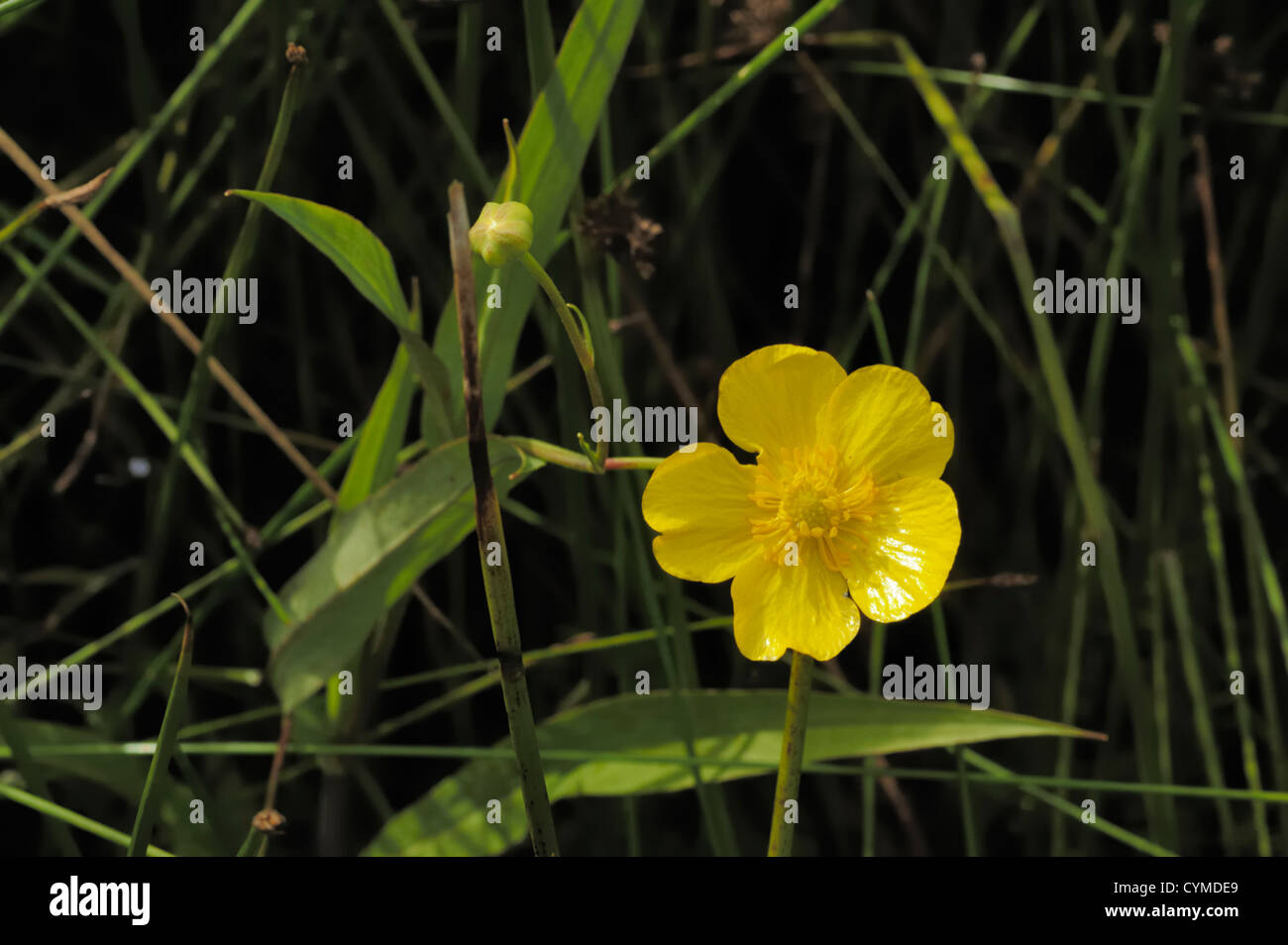 Greater spear wort hi-res stock photography and images - Alamy