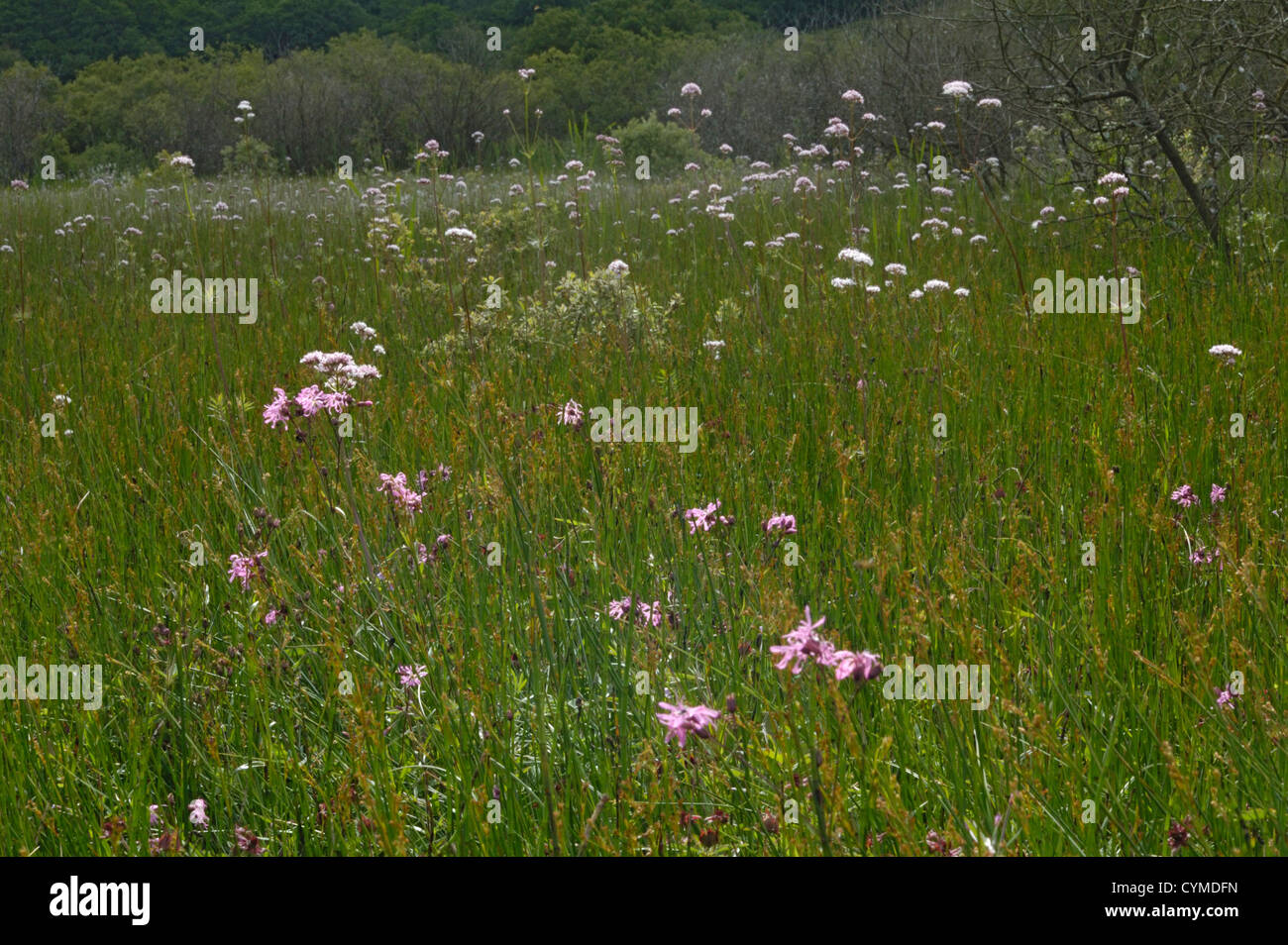 Rhosgoch hi-res stock photography and images - Alamy