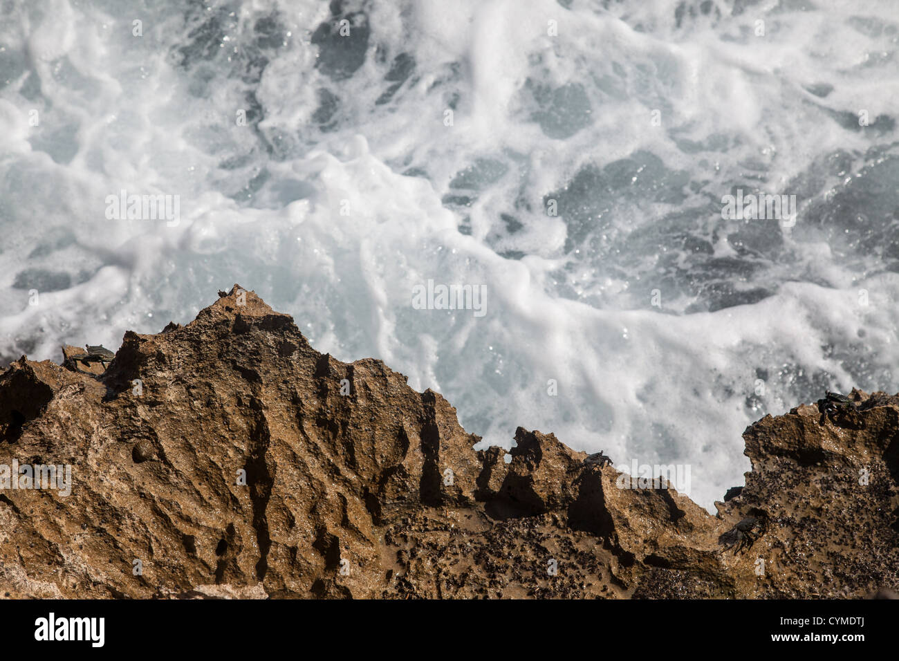 Looking down at the crabs and rocks by the ocean Stock Photo - Alamy