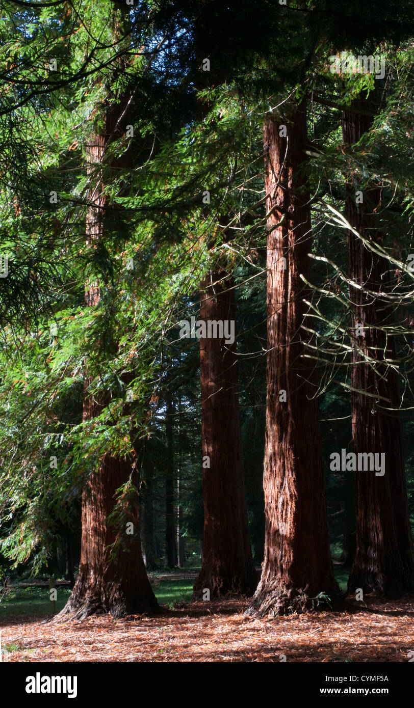 Sequoia trees, arboretum, forest woodland scene, sunny, blue sky ...