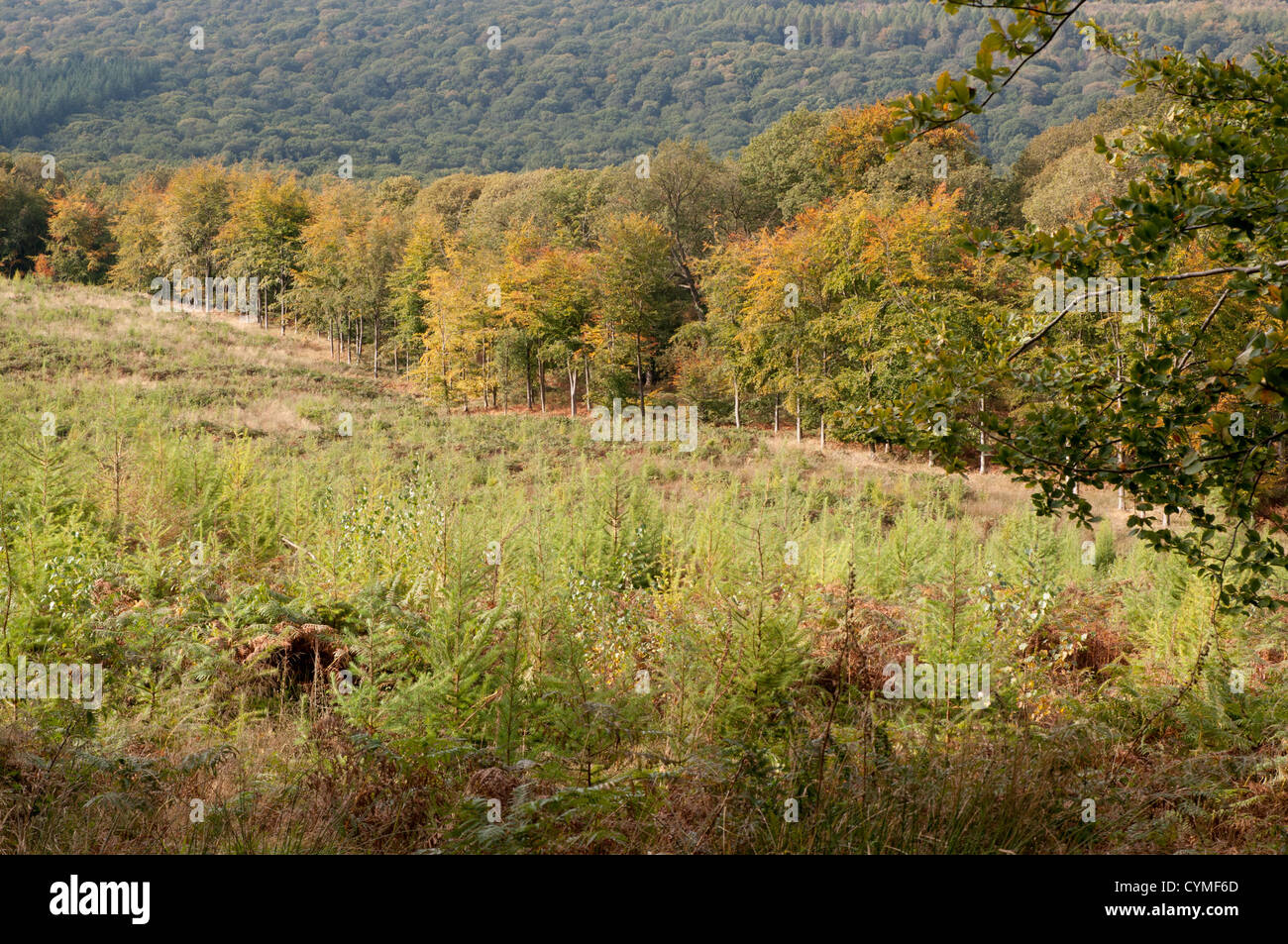 forest clearing in early Autumn mature trees sapplings conifers ...