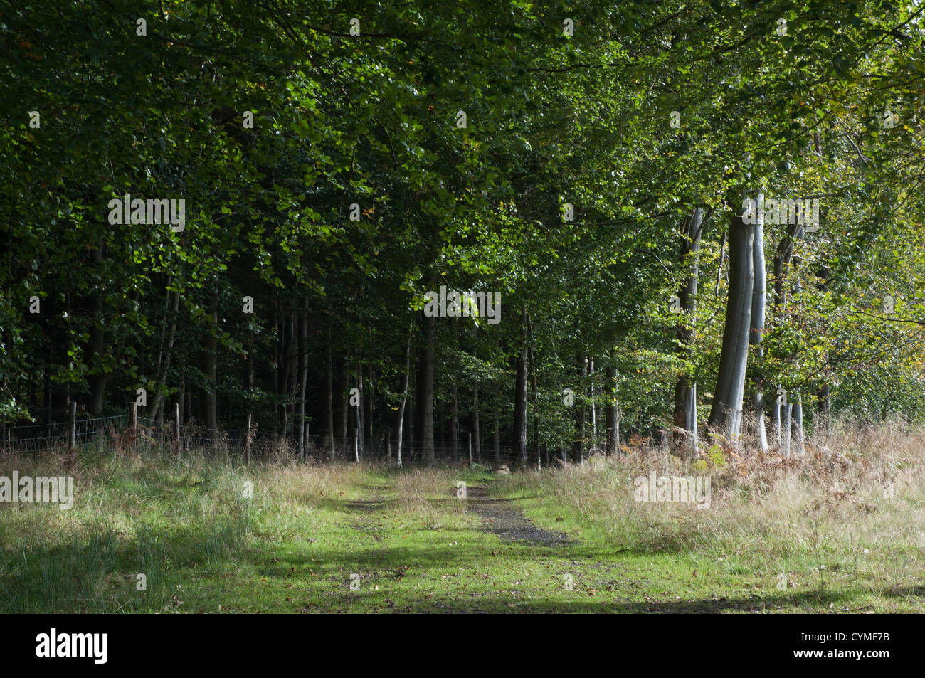 woodland scene, pathway,glade, grass, trees peaceful, tranquility Stock ...