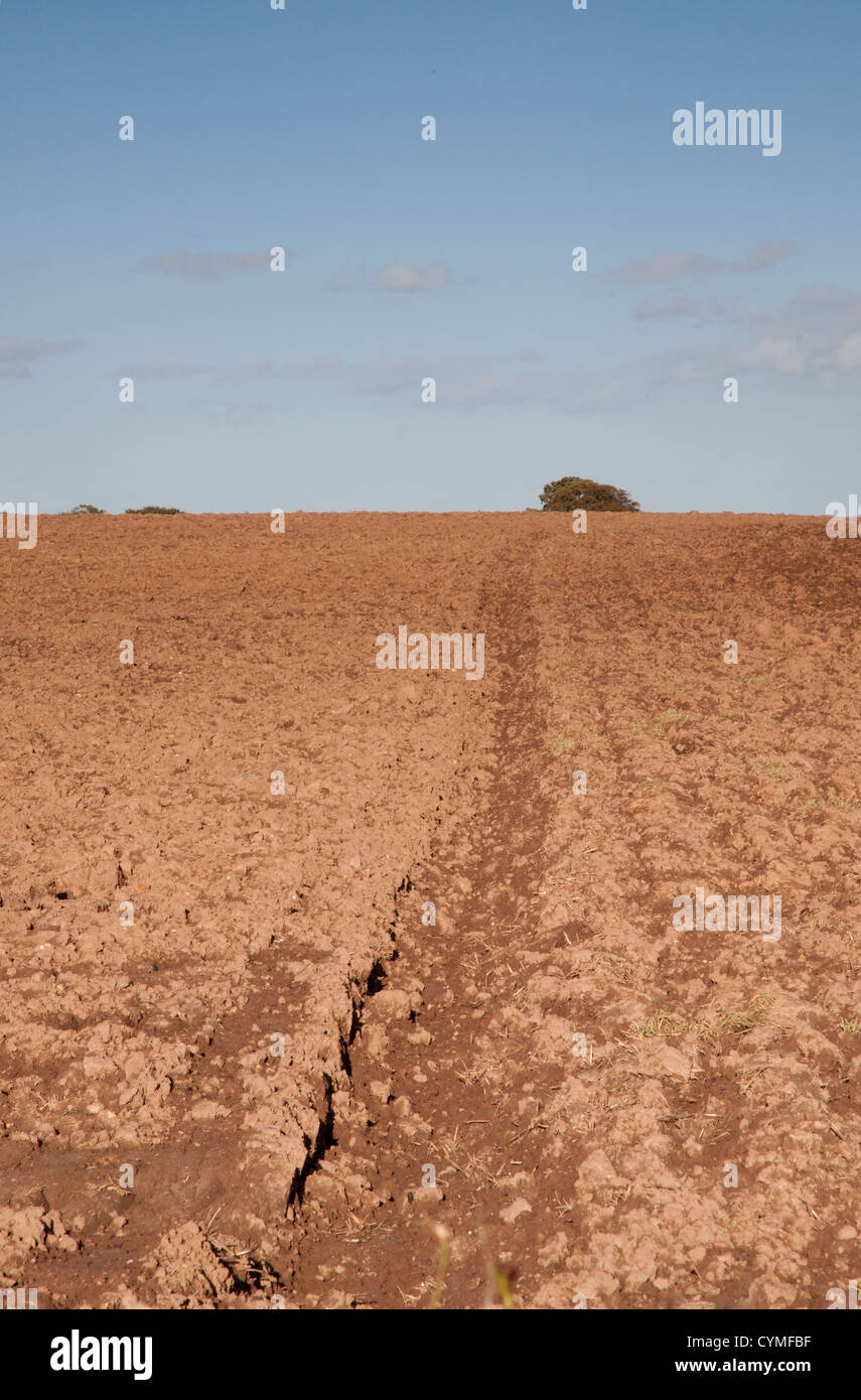 ploughed field lone tree furrows sunlit landscape freshly ploughed soil ...