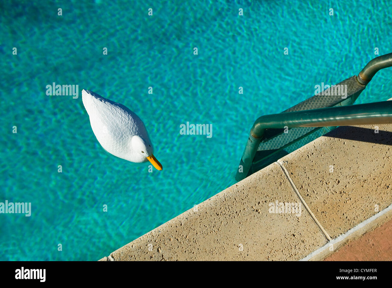 Plastic duck floating in a swimming pool with tiny ripples Stock Photo ...