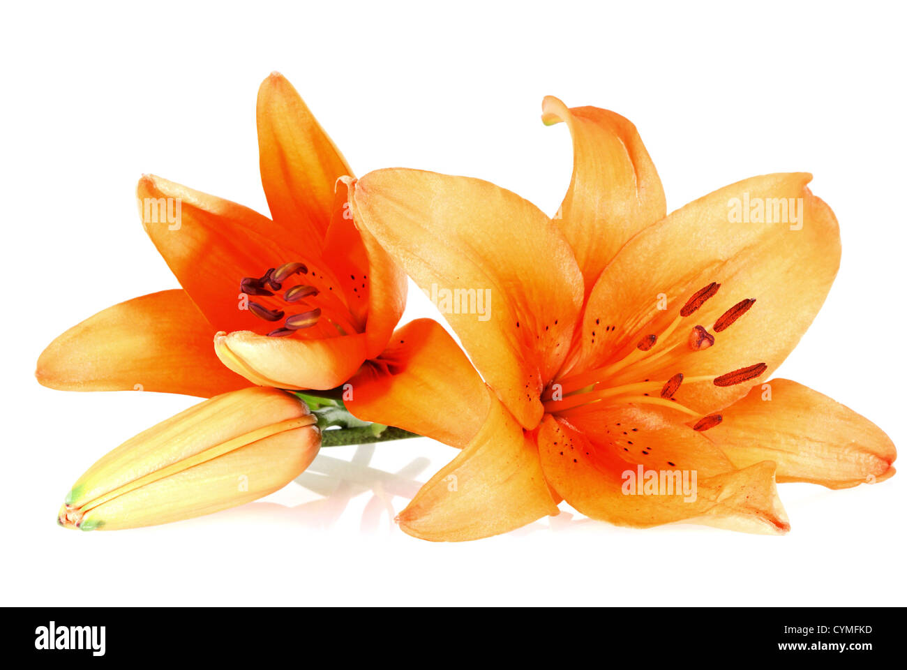 Close up stamens Cut Out Stock Images & Pictures - Alamy