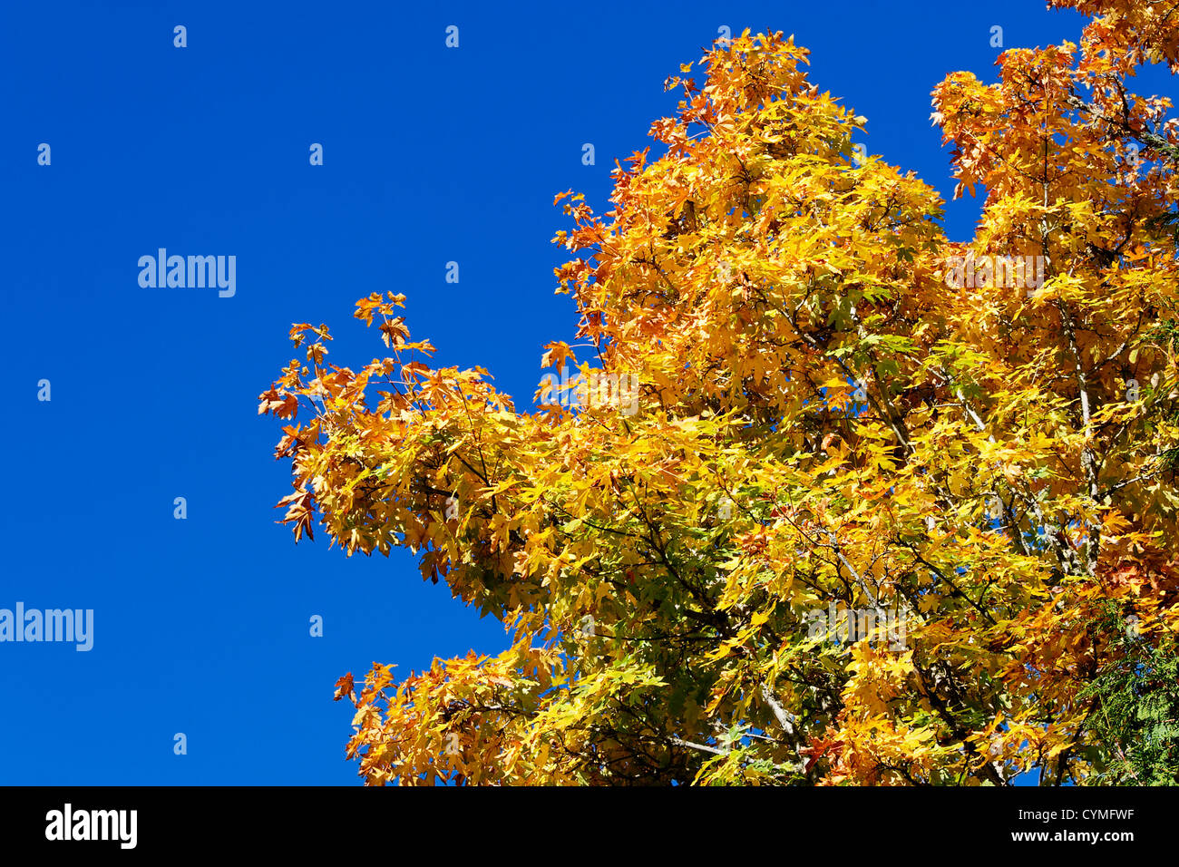 Big Maple Tree High Resolution Stock Photography and Images - Alamy