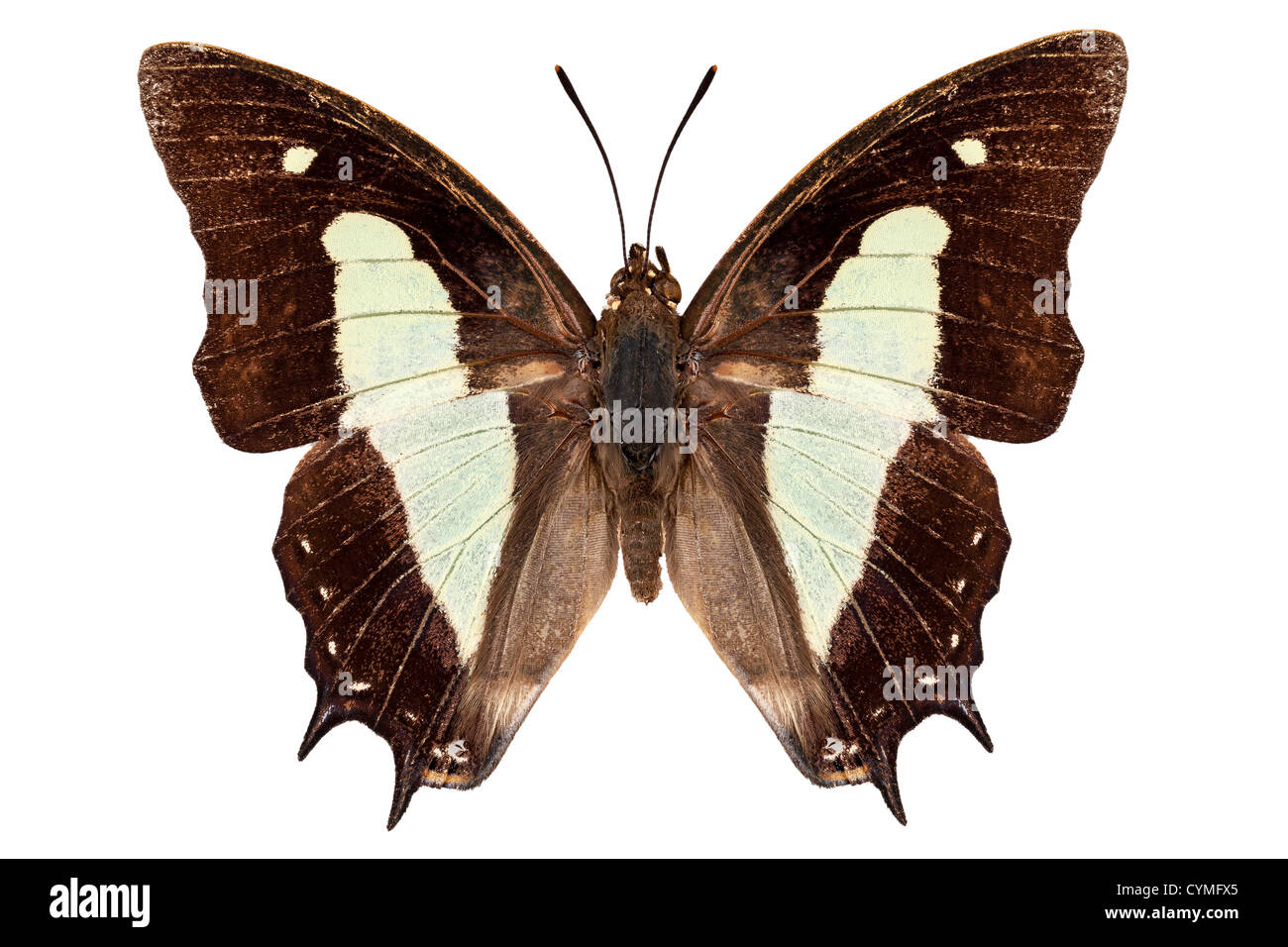 Polyura athamas hi-res stock photography and images - Alamy