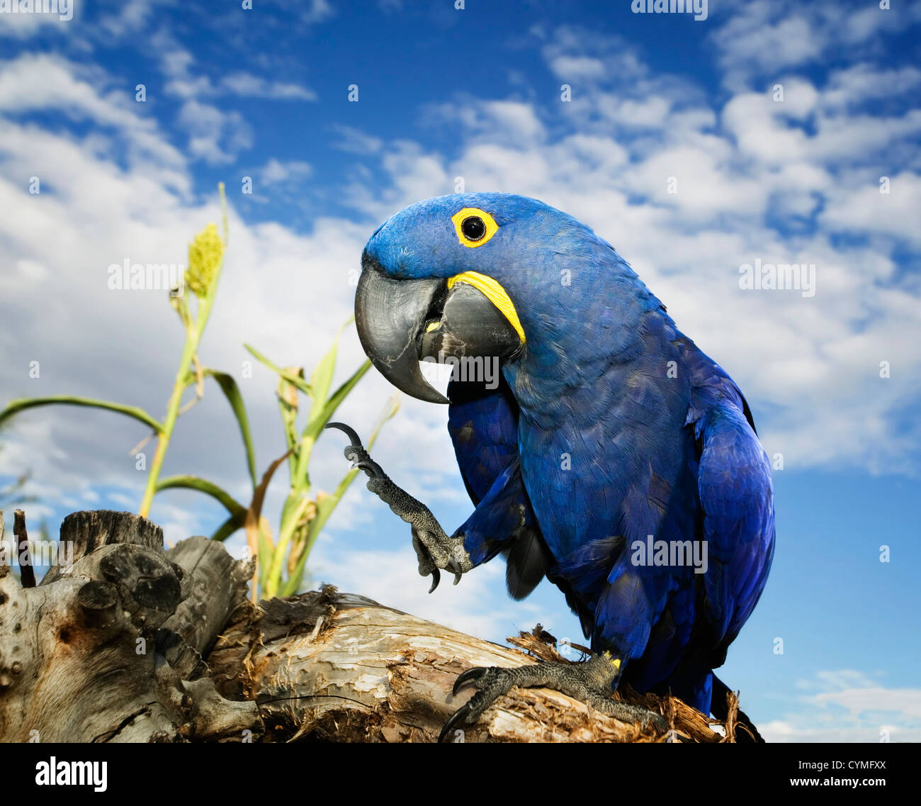 Brilliant blue hyacinth macaw with a yellow ring around its eye Stock ...